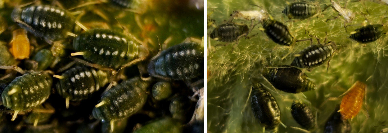 Bladluizen | Microscopie van de natuur