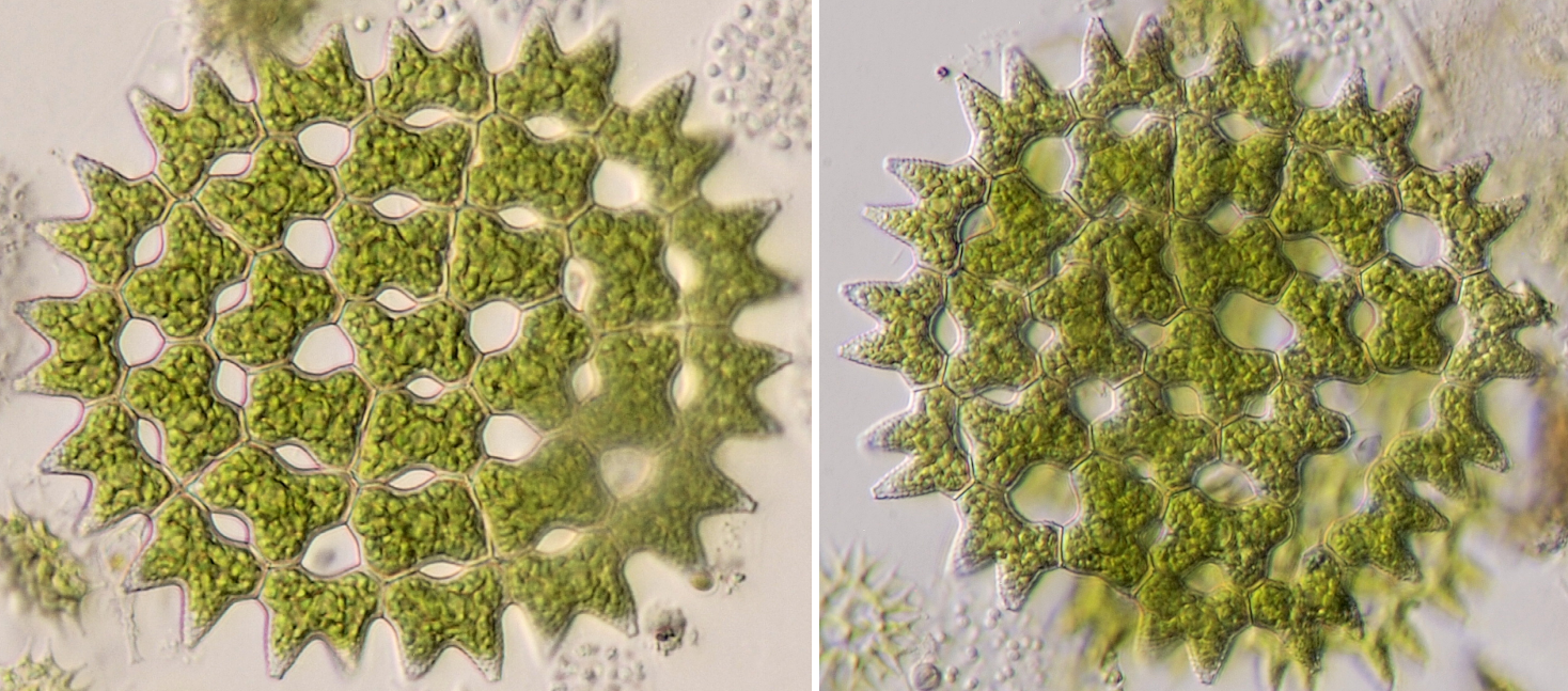 Wat je kunt zien met een eenvoudige microscoop | Microscopie van de Natuur
