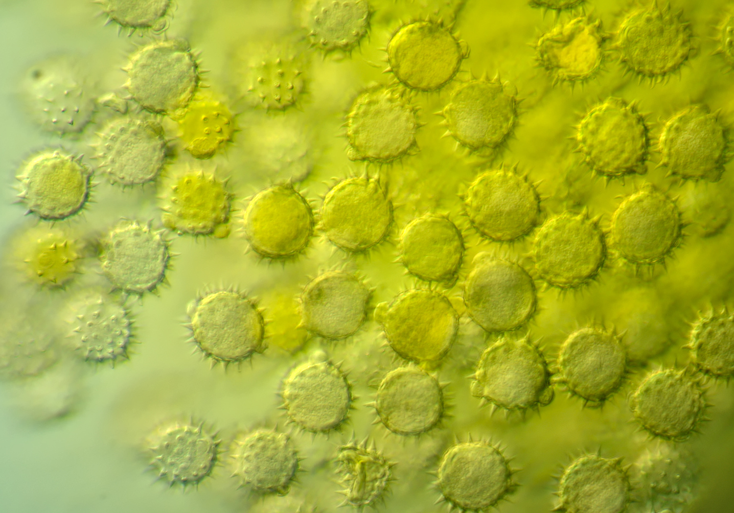 Pollen | Microscopie van de Natuur