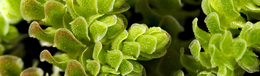 De Grote Kroosvaren | Microscopie van de Natuur De Grote Kroosvaren | Microscopie van de Natuur